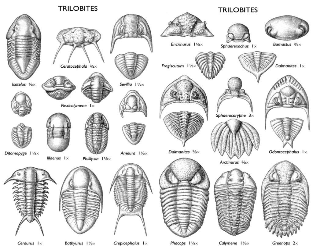 The Great Dying – Permian-Triassic Extinction Event – ASTROPEEPS.COM